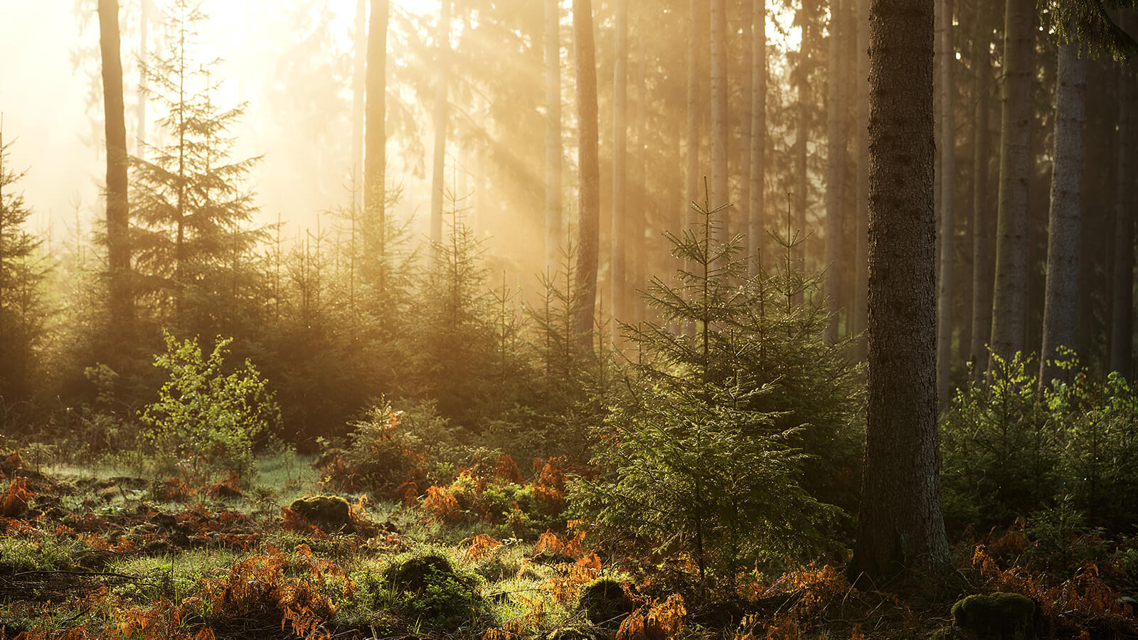 RF signal capture & I/Q data recording